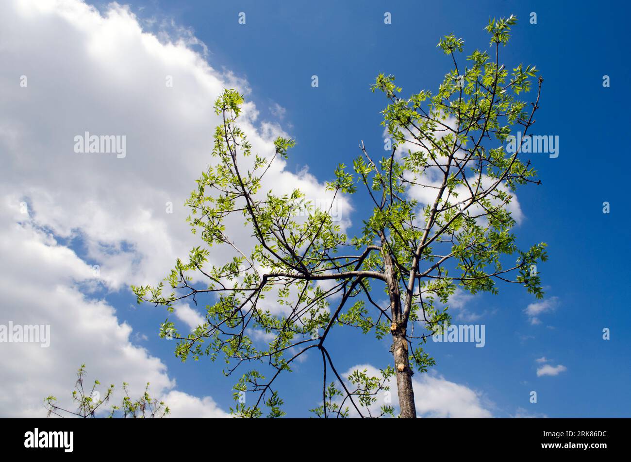 Summer tree in the sun rays. Single tree isolated over the blue sky ...