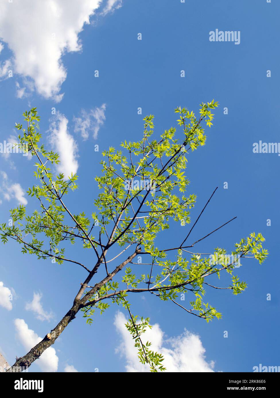 Summer tree in the sun rays. Single tree isolated over the blue sky ...