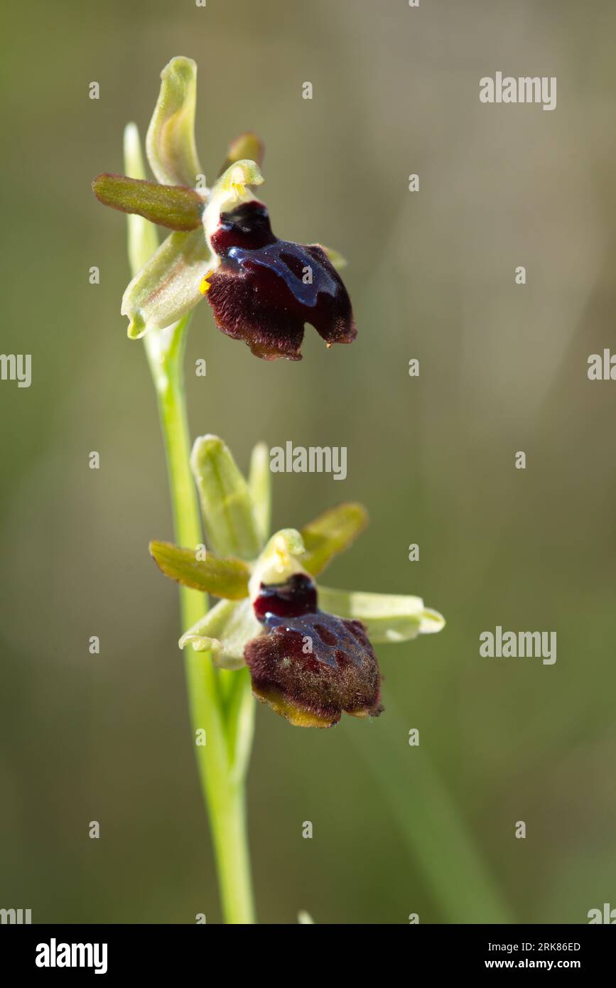Ophrys genus hi-res stock photography and images - Alamy