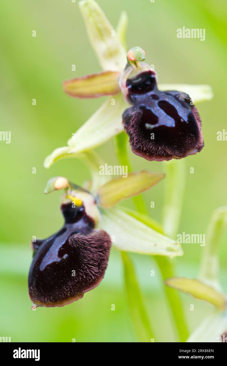 Ophrys genus hi-res stock photography and images - Alamy