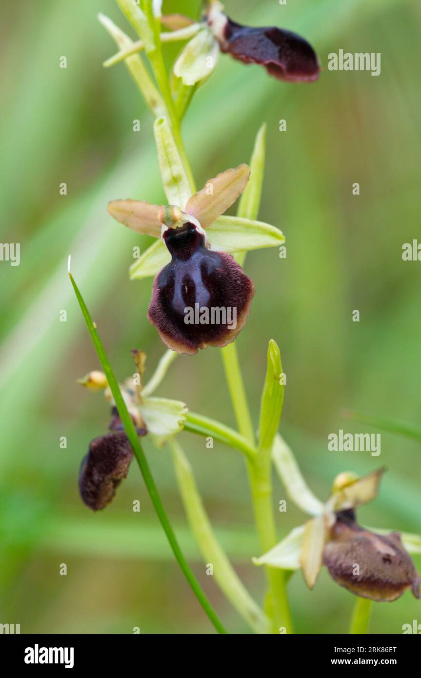 Ophrys genus hi-res stock photography and images - Alamy