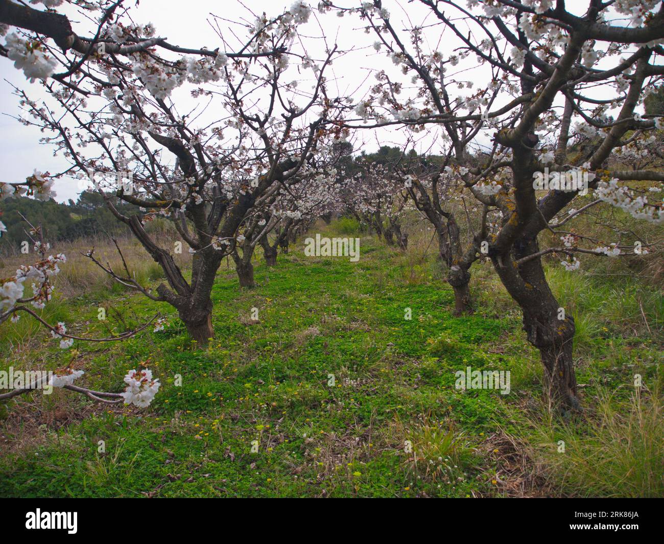 Cherry trees cultivation. Cultivo de cerezos Stock Photo - Alamy