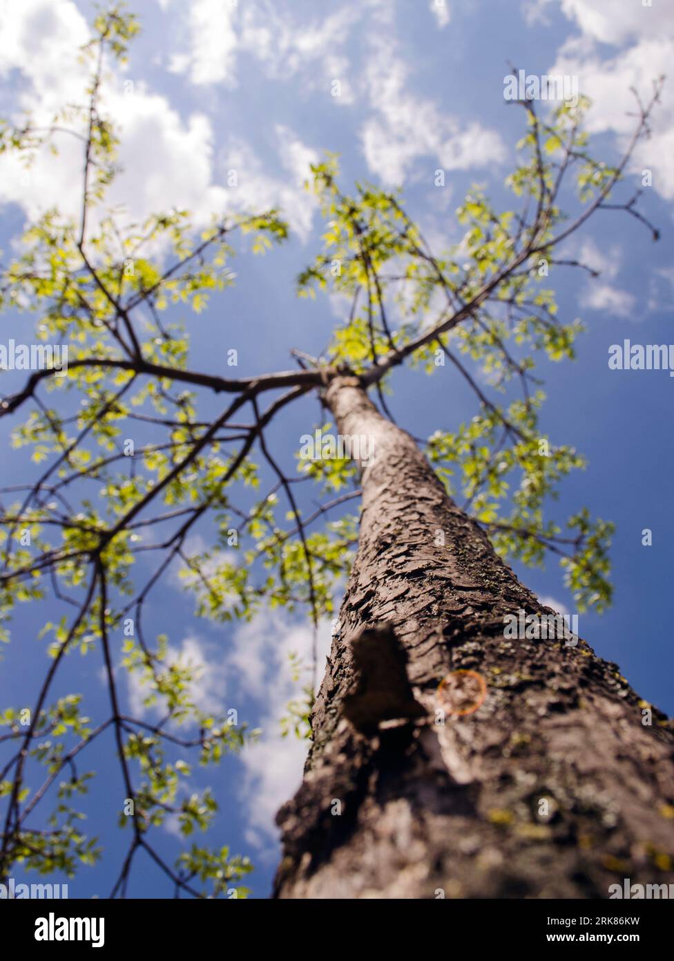 Summer tree in the sun rays. Single tree isolated over the blue sky ...