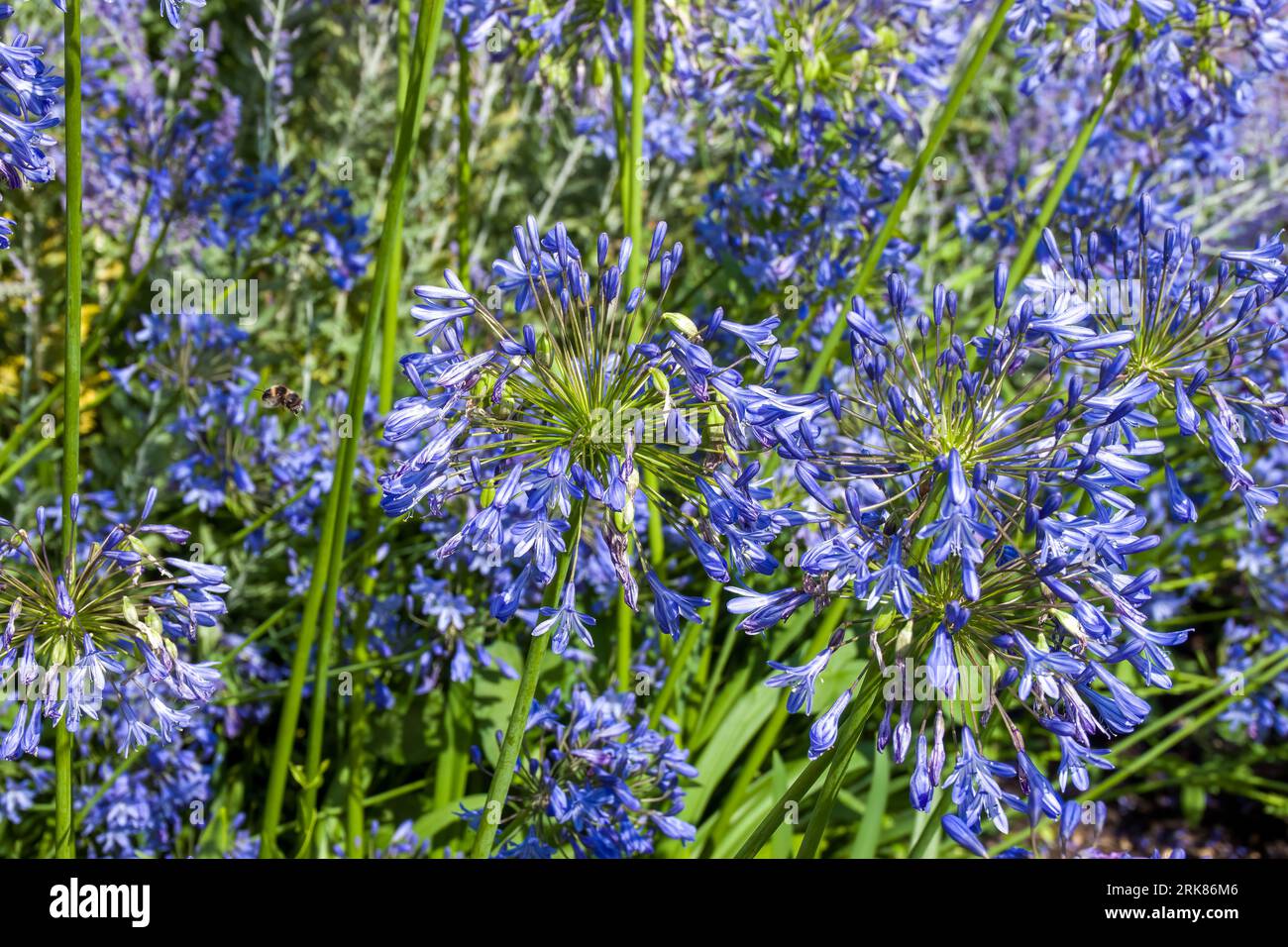 close up of agapanthus also known as african lily are known for their ...