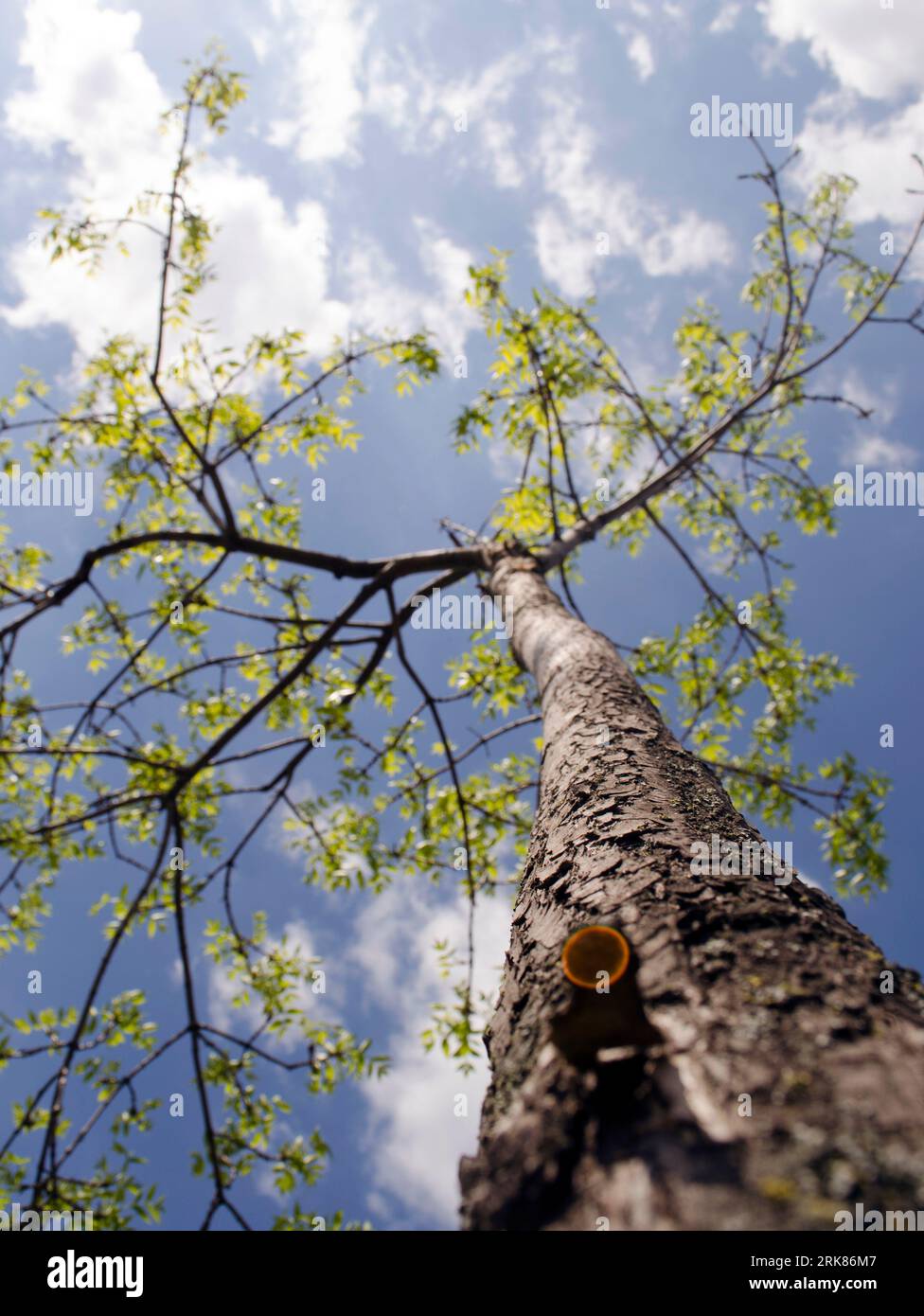 Summer tree in the sun rays. Single tree isolated over the blue sky ...