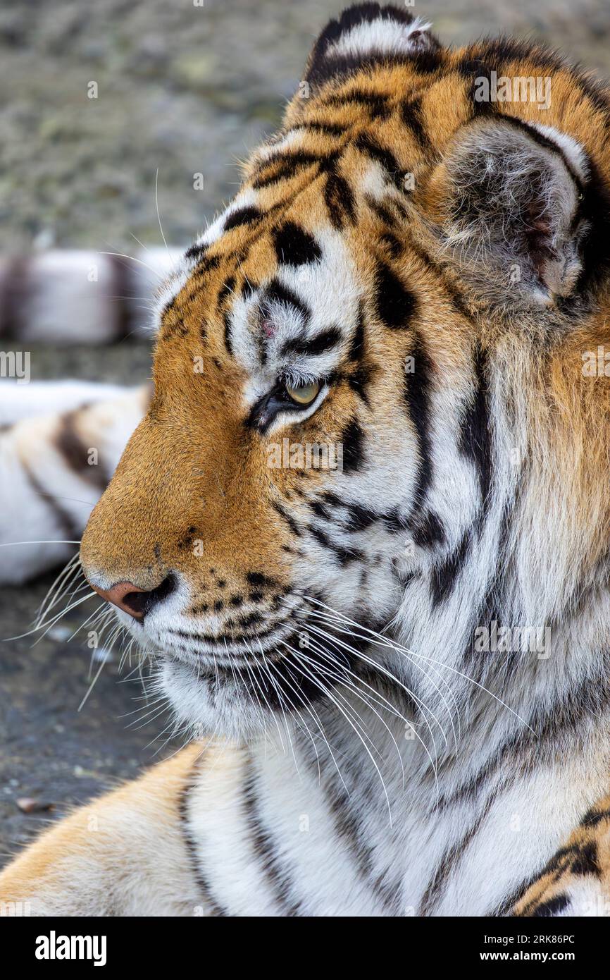 A Bengal tiger stares into the distance with a fierce, intense ...