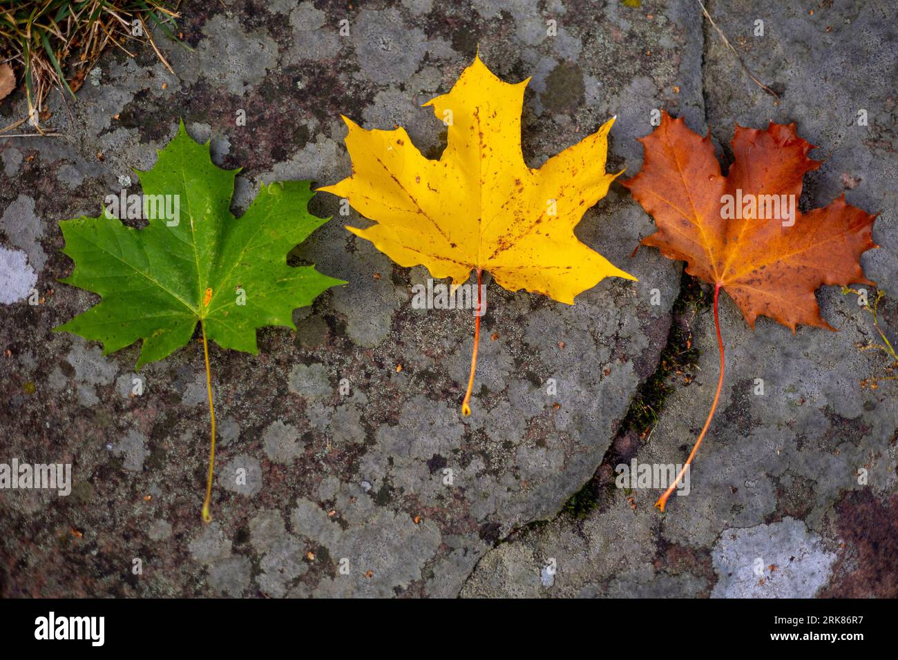 The three colorful leaves scattered on the ground Stock Photo - Alamy