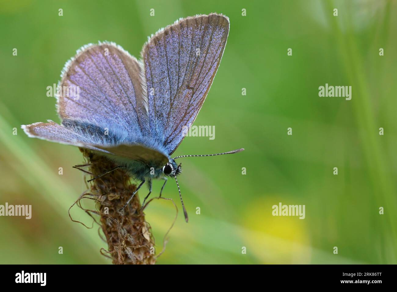 Natural colorful closeup on a Mazarine blue butterfly, Cyaniris ...