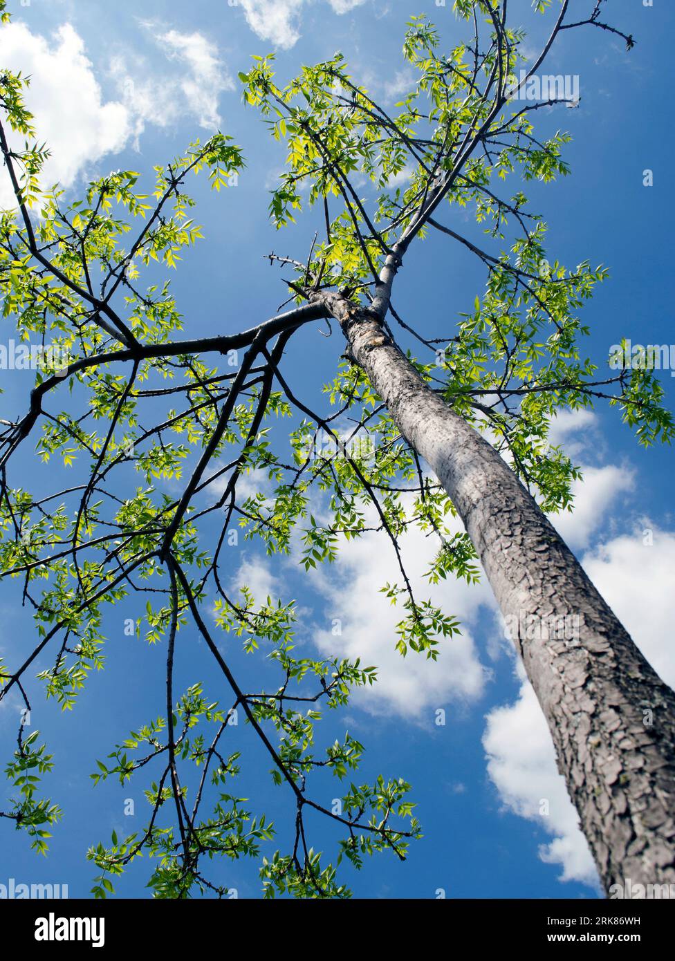 Summer tree in the sun rays. Single tree isolated over the blue sky ...
