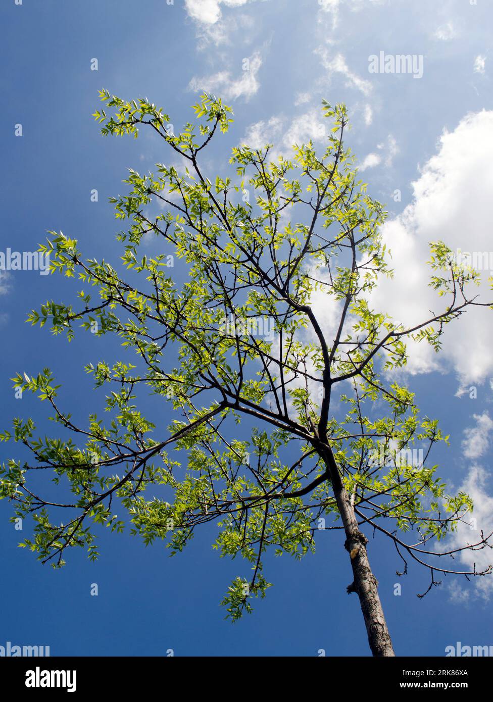 Summer tree in the sun rays. Single tree isolated over the blue sky ...