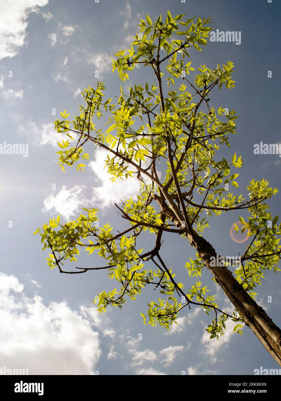 Summer tree in the sun rays. Single tree isolated over the blue sky ...