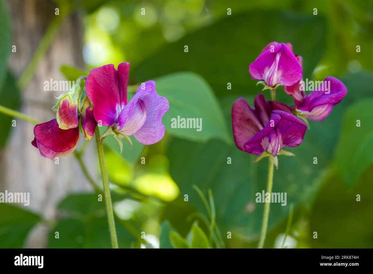 close up of pink sweet pea lathyrus odoratus flowers Stock Photo - Alamy