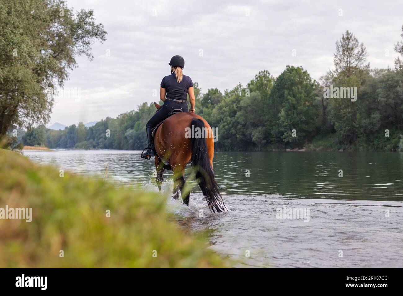 Female horseback rider in a black jockey outfit riding a chestnut horse ...