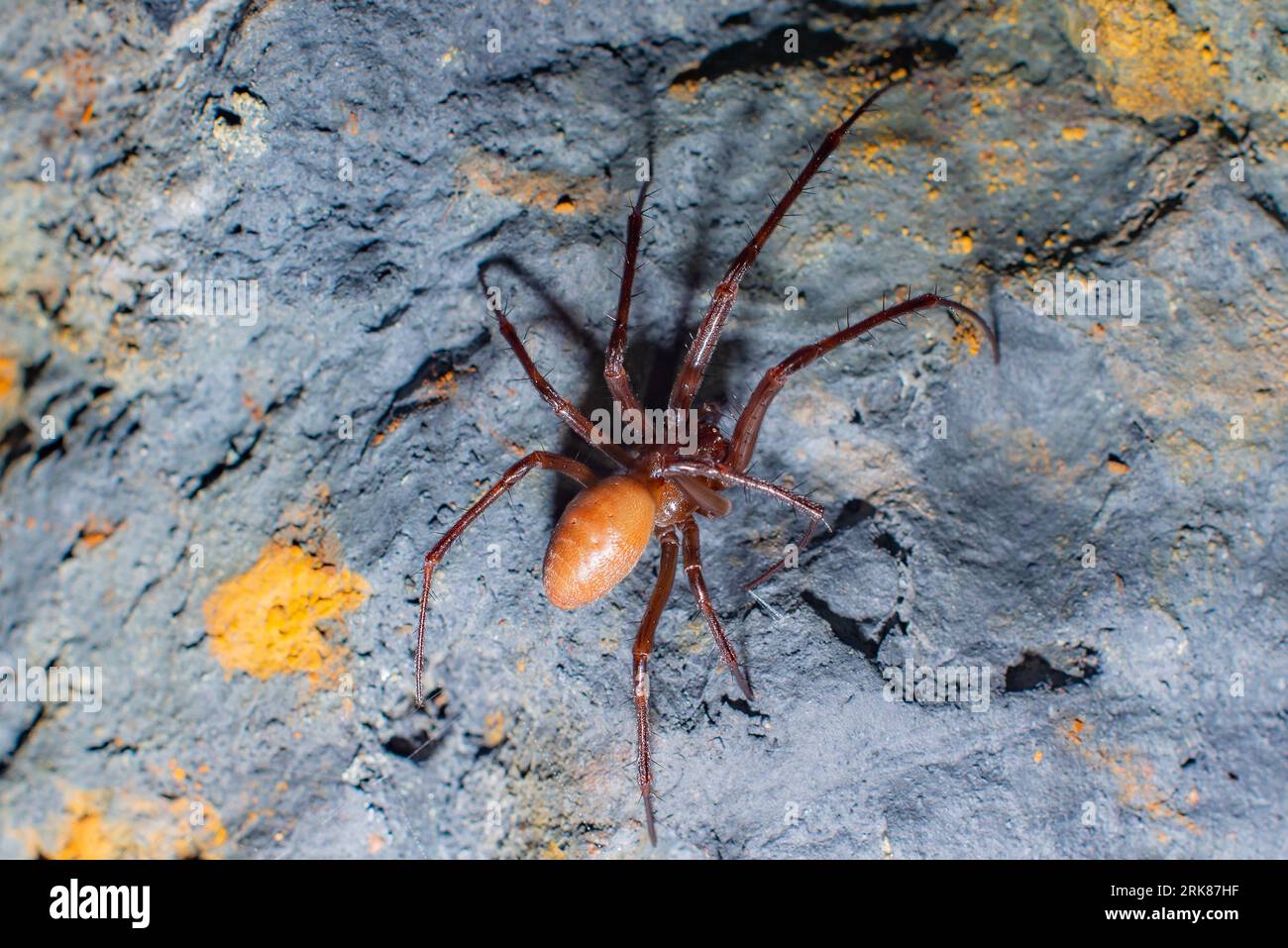 Spider in cave hi-res stock photography and images - Alamy