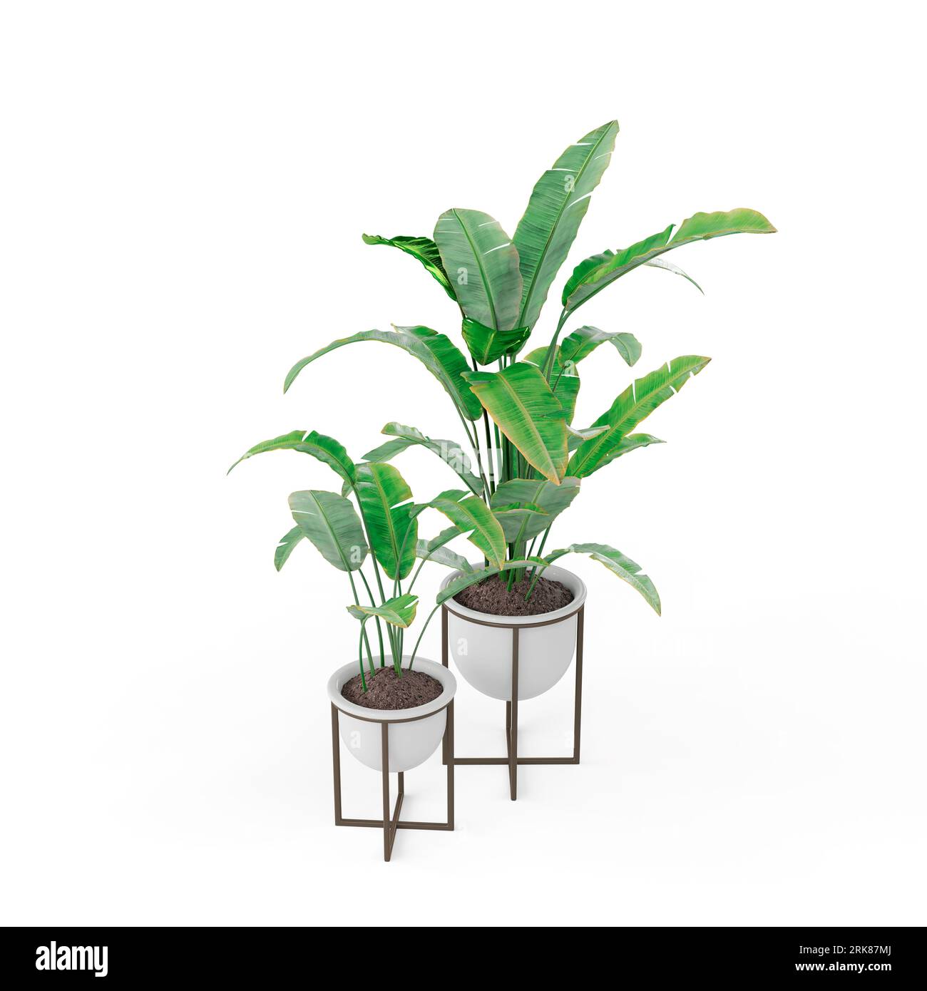 Two small potted plants, isolated on a white background Stock Photo - Alamy