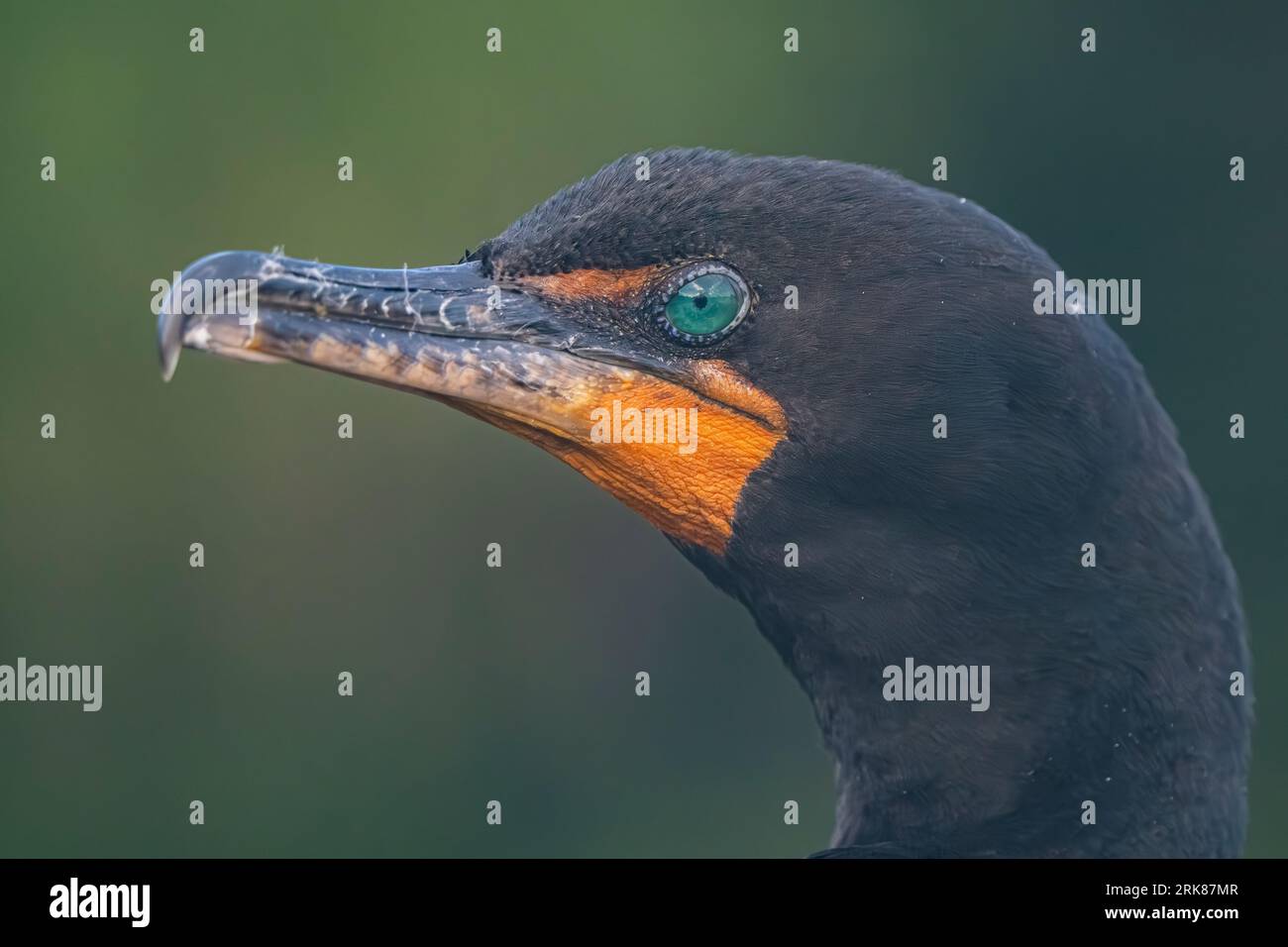 A close-up image of a cormorant with green eyes, looking outwards with ...