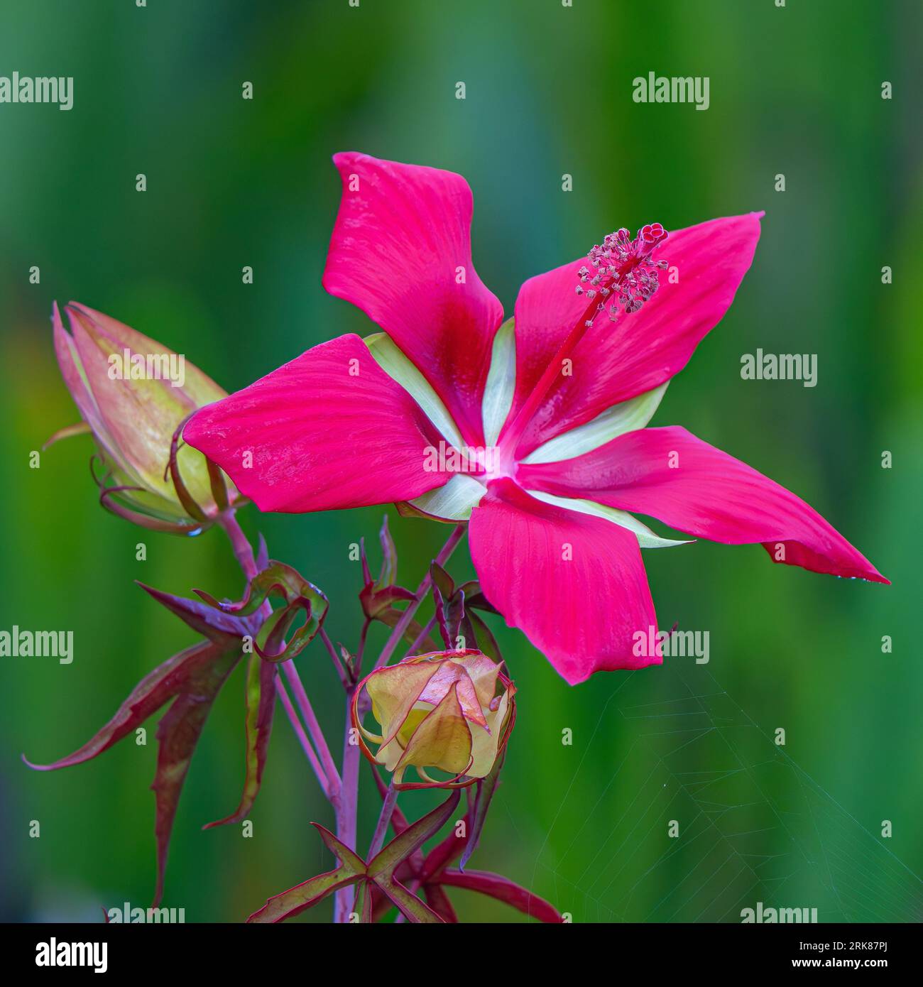 Yellow swamp hibiscus hi-res stock photography and images - Alamy