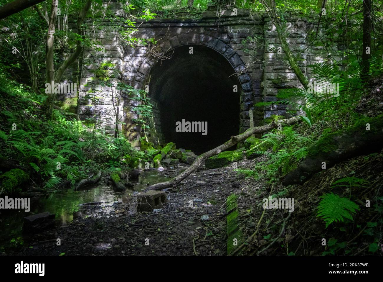 Tunnel of ash trees hi-res stock photography and images - Alamy