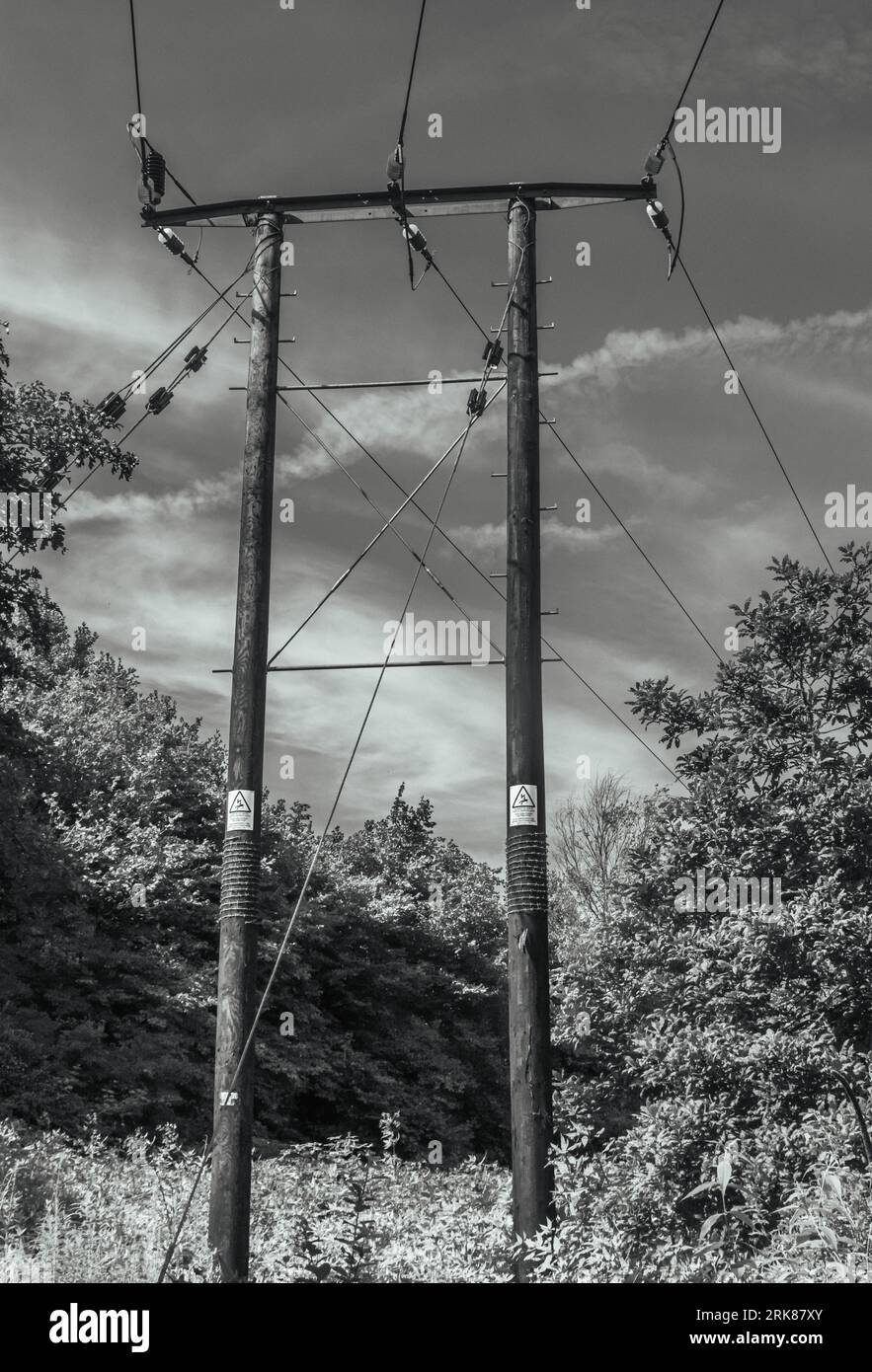 The electrical pylons running through a lush and vibrant forest in ...