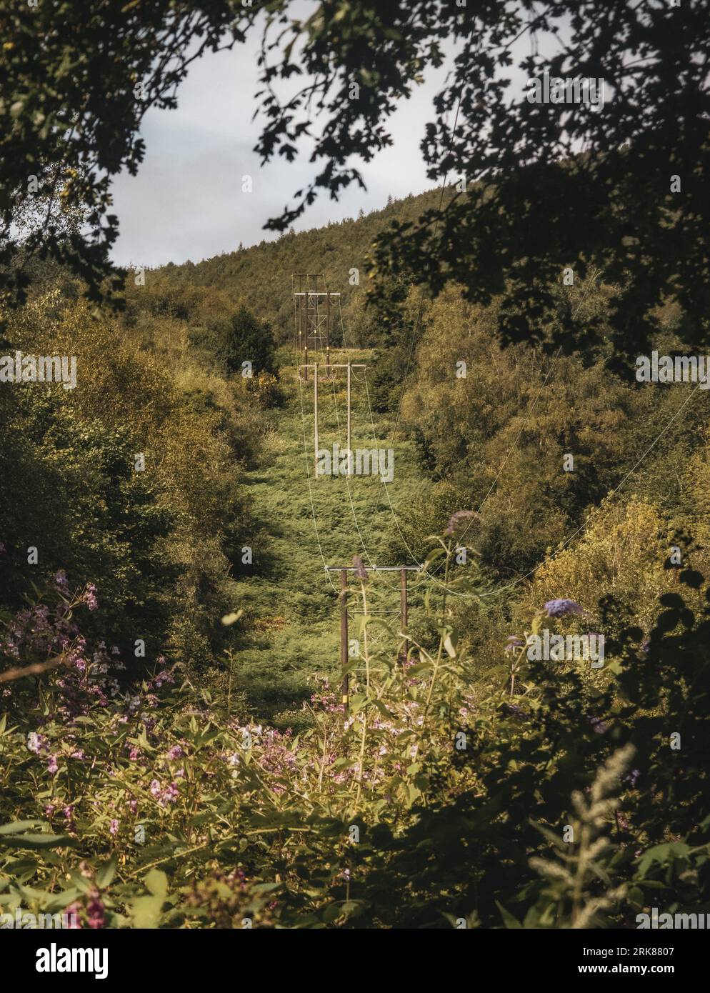 The electrical pylons running through a lush and vibrant forest Stock ...