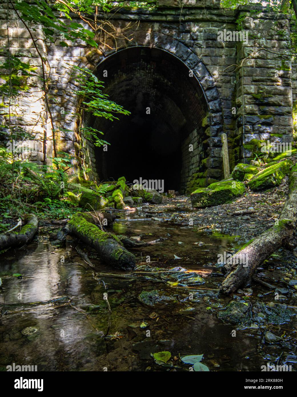 Tunnel of ash trees hi-res stock photography and images - Alamy