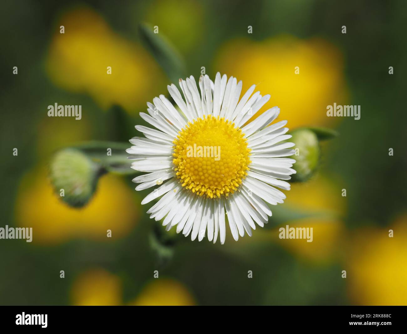 Annual Fleabane (Daisy Fleabane). Scientific name: Erigeron annuus ...