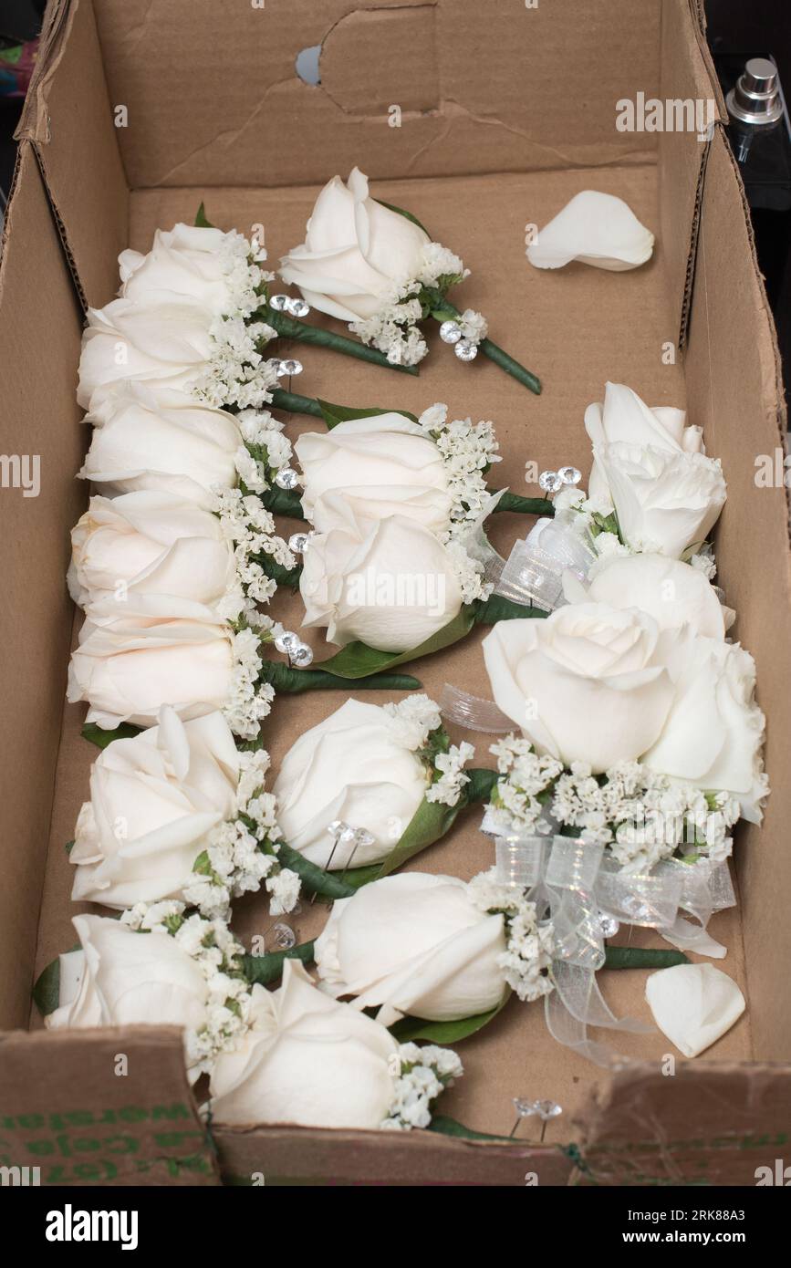 A close-up of a cardboard box filled with freshly-cut roses Stock Photo ...