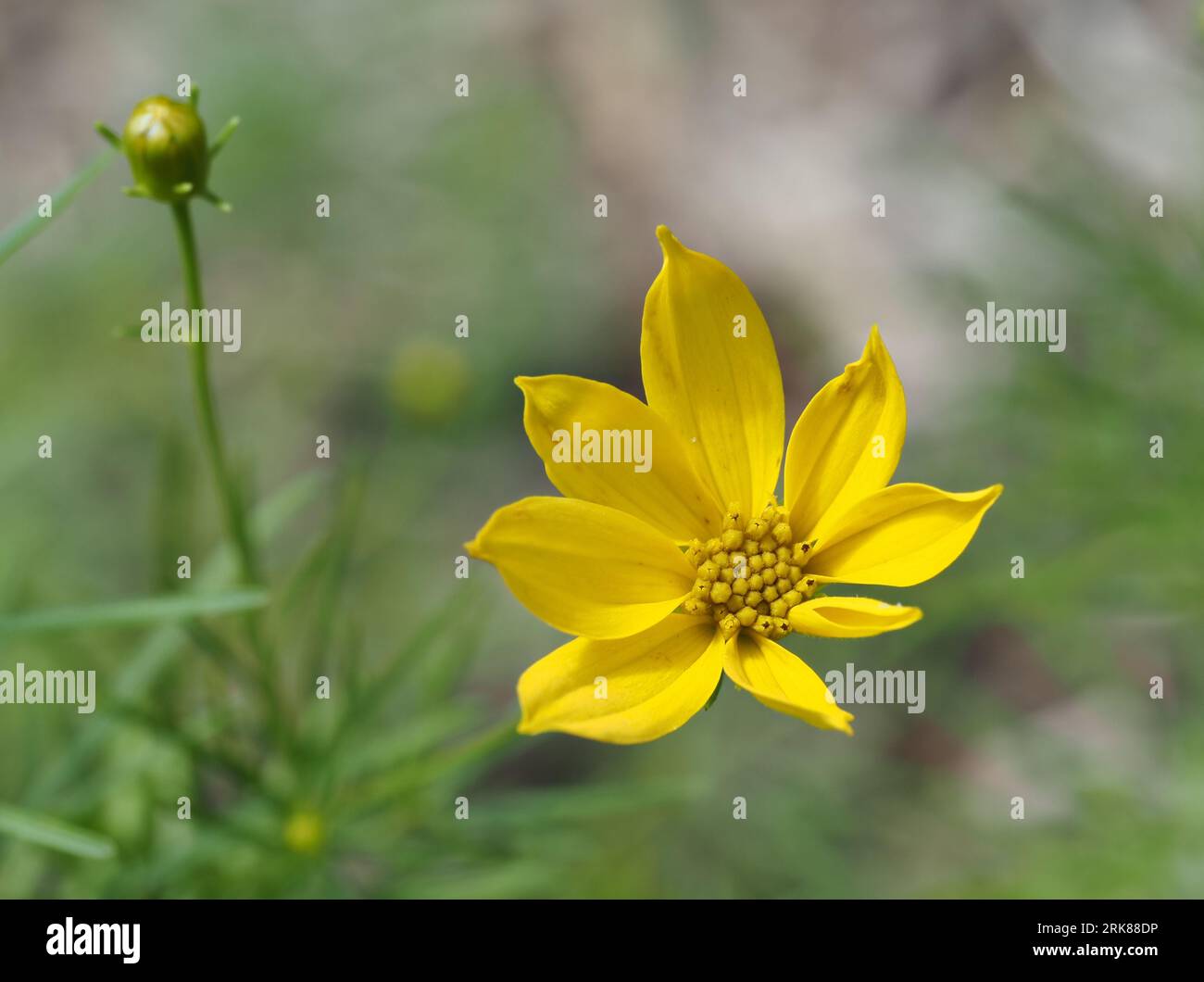 'Zagreb' - Whorled tickseed. Common Name: Threadleaf Coreopsis ...