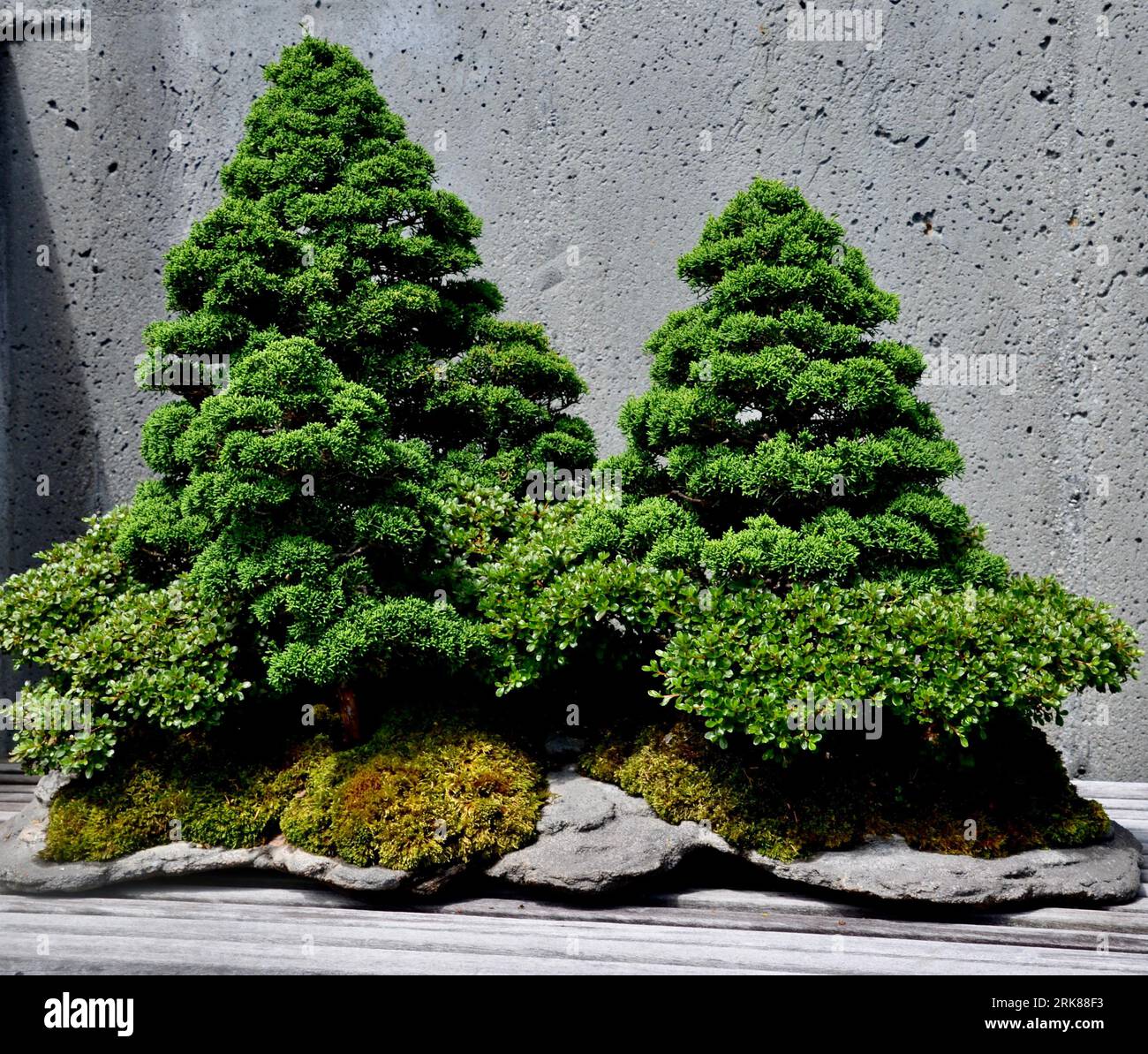 A tranquil bonsai trees composed of evergreen foliage, standing tall in ...