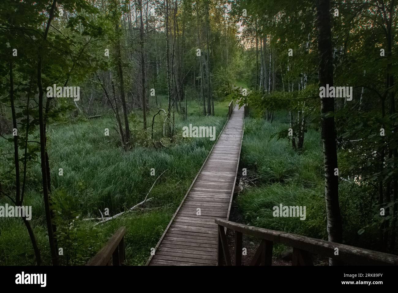An idyllic wooden pathway winds its way through a marshy forest ...