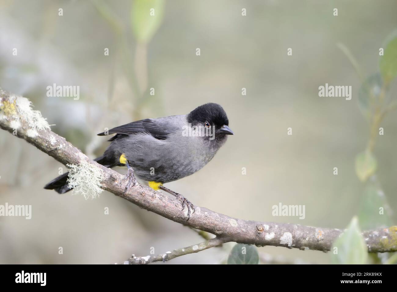 A yellow-thighed brushfinch on a branch in Costa Rica Stock Photo - Alamy