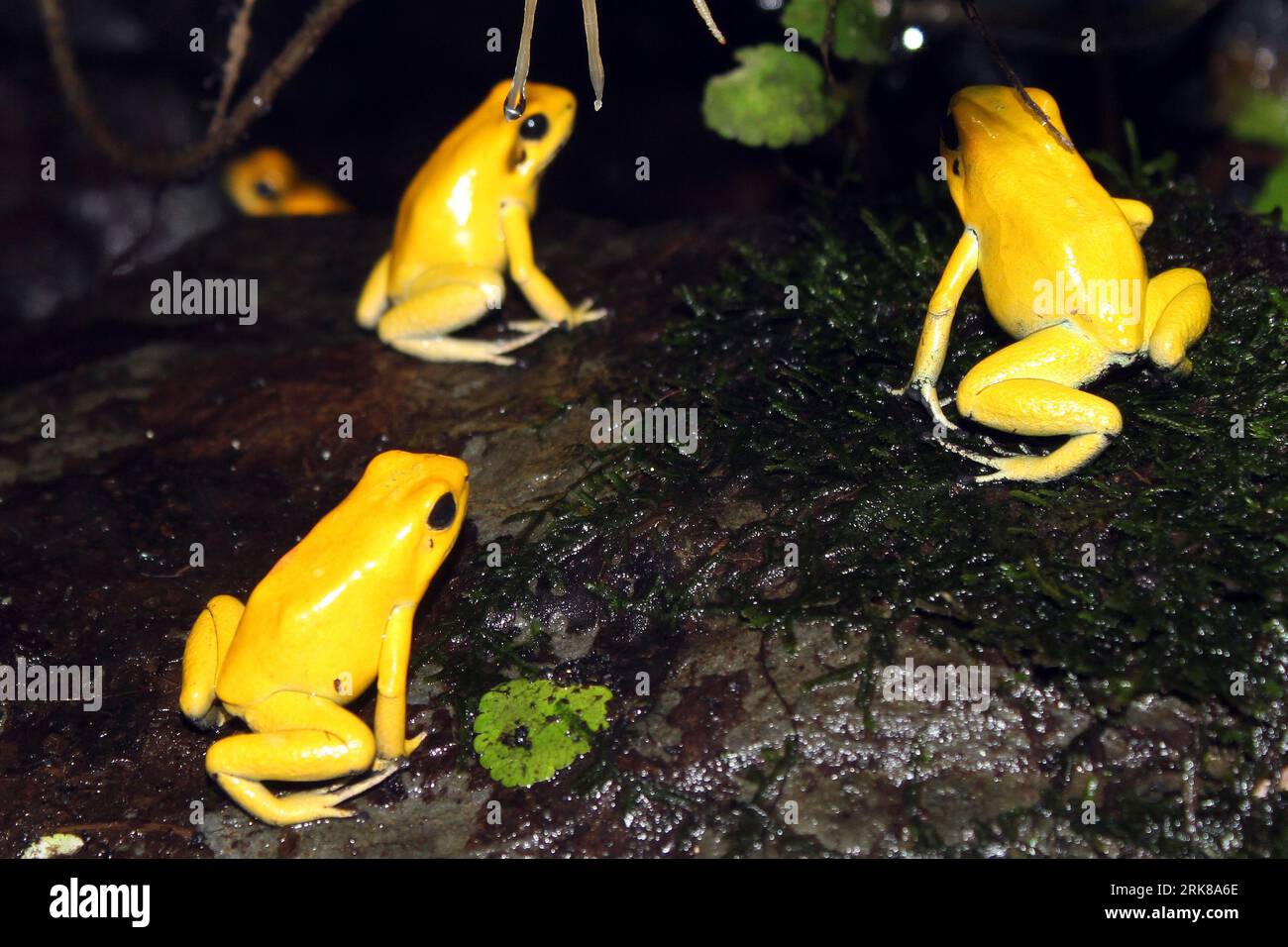 Large frogs hi-res stock photography and images - Alamy
