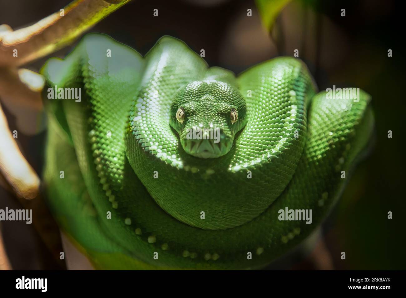 Snake curled on tree branch hi-res stock photography and images - Alamy
