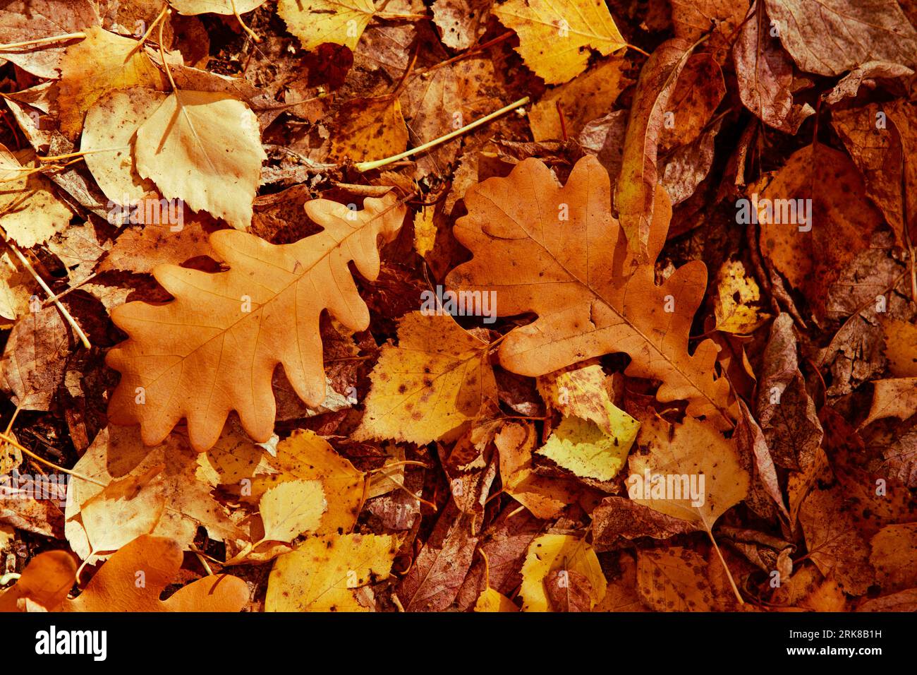 Autumn bright background of fallen oak leaves Stock Photo - Alamy
