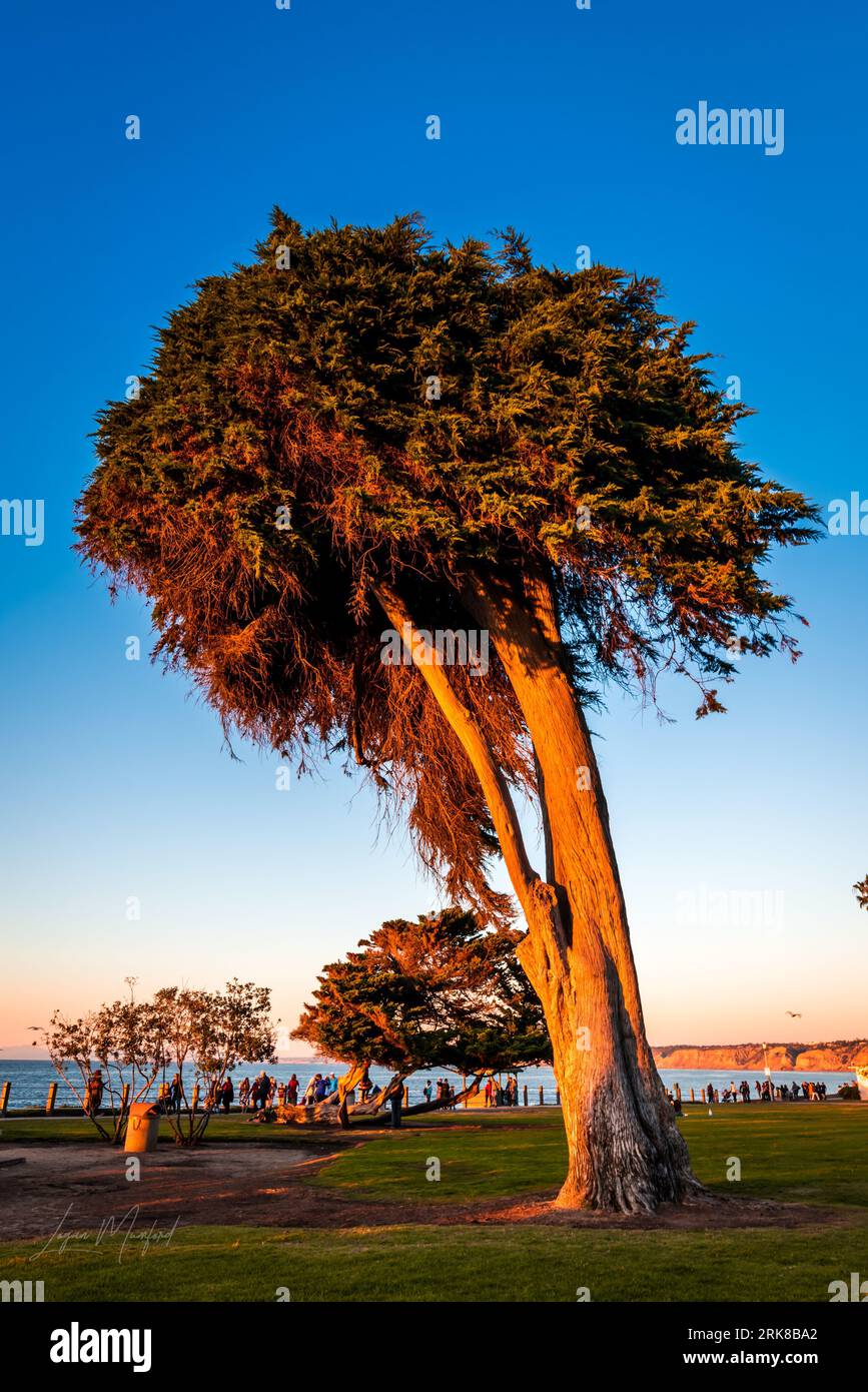 A scenic view of a vibrant Dr. Seuss-inspired tree in La Jolla ...