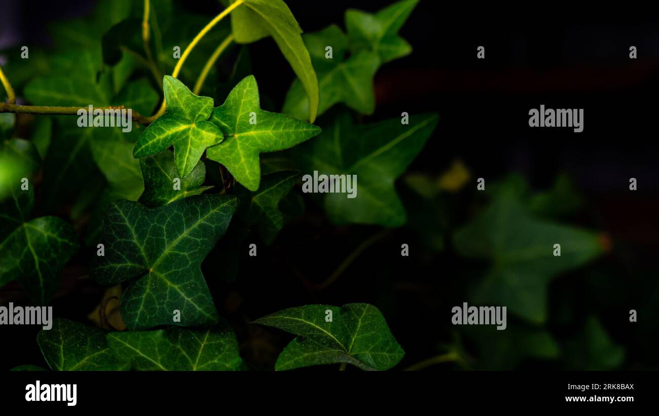A Common ivy plant with vibrant green foliage, growing steadily in a ...