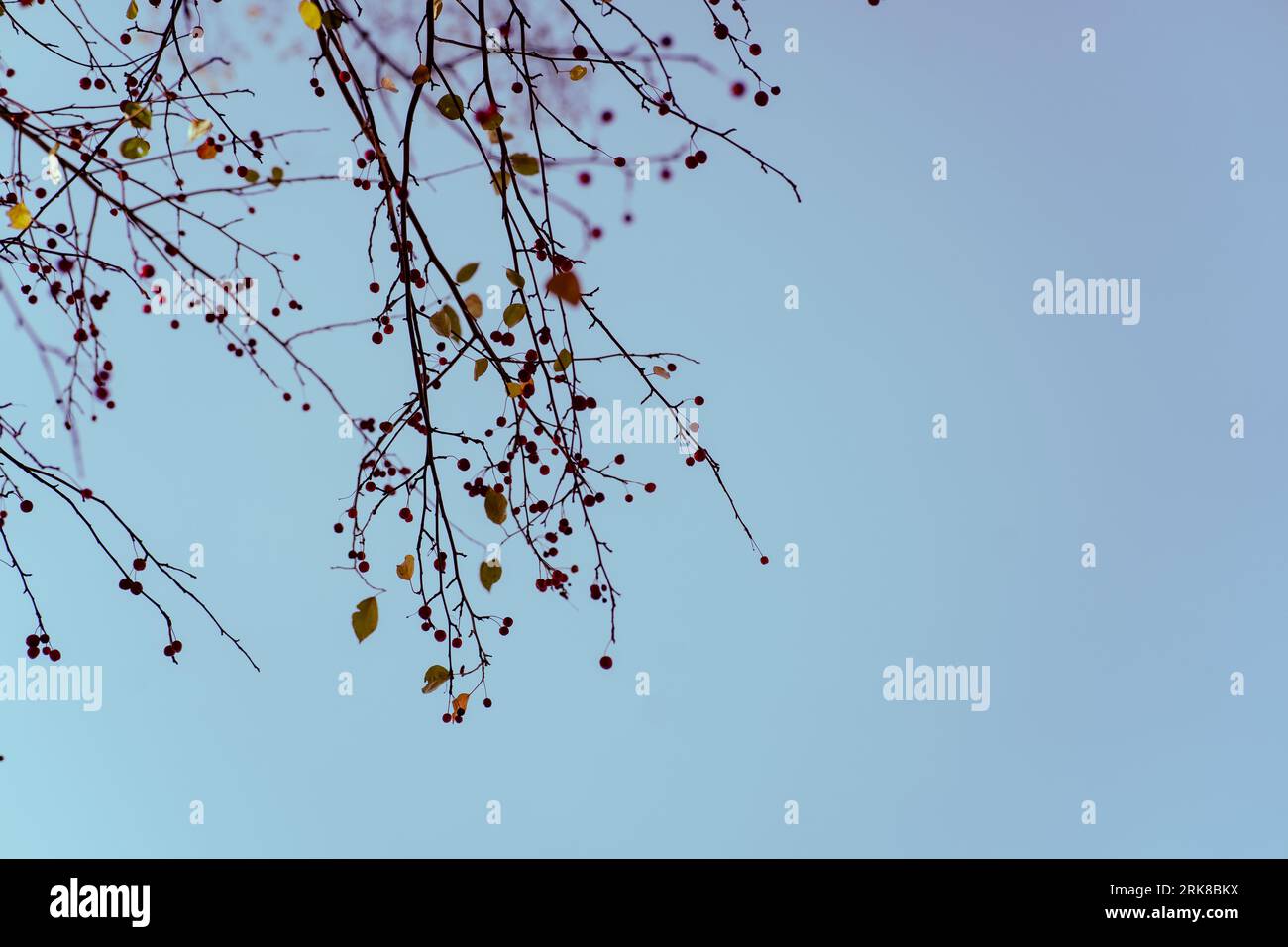 Lacy branches of an autumn tree with apples on an autumn blue sky Stock ...