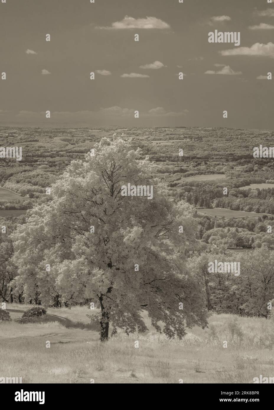 A black and white image of a tall tree standing on an incline of a ...