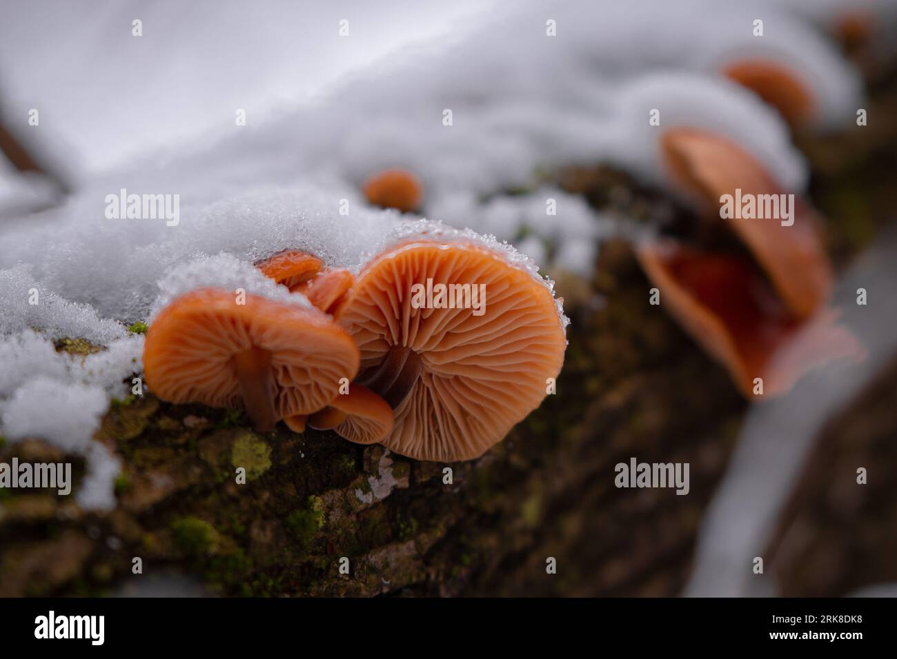 A closeup shot of flammulina filiformis mushrooms on a tree branch ...