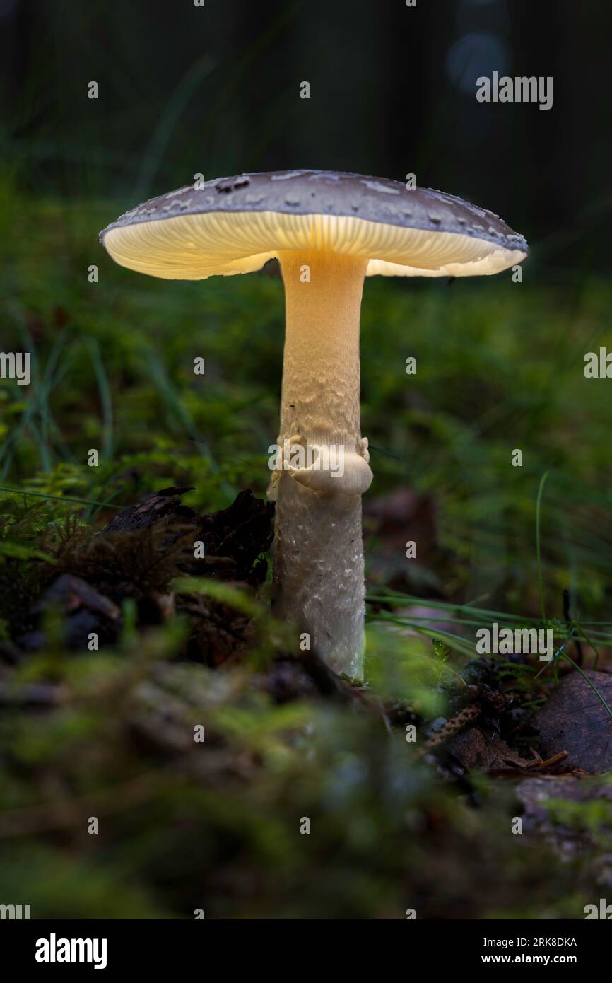 A close-up shot of a Death cap mushroom in its natural environment ...