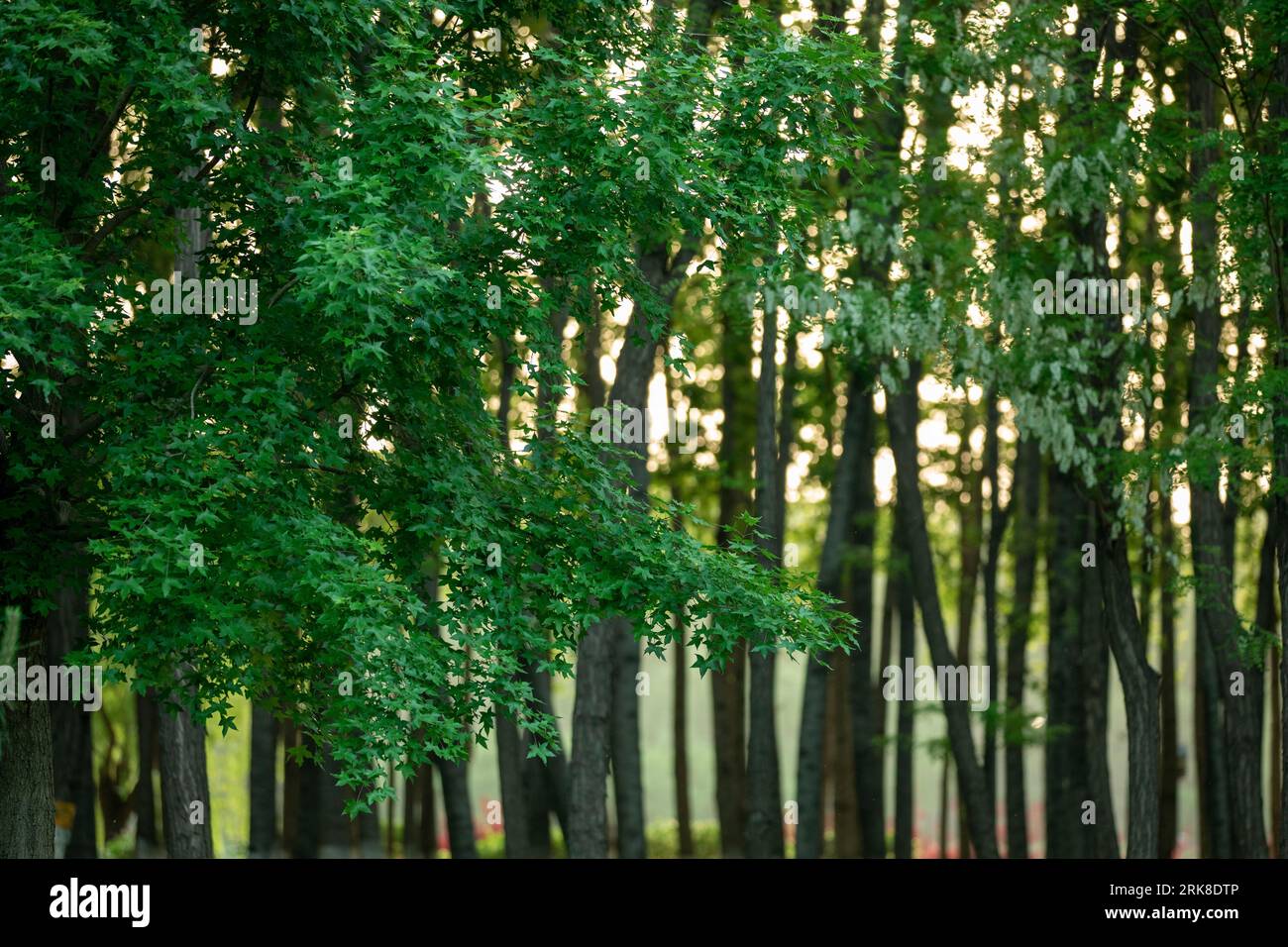 A red fire hydrant is situated in a grassy outdoor area surrounded by ...