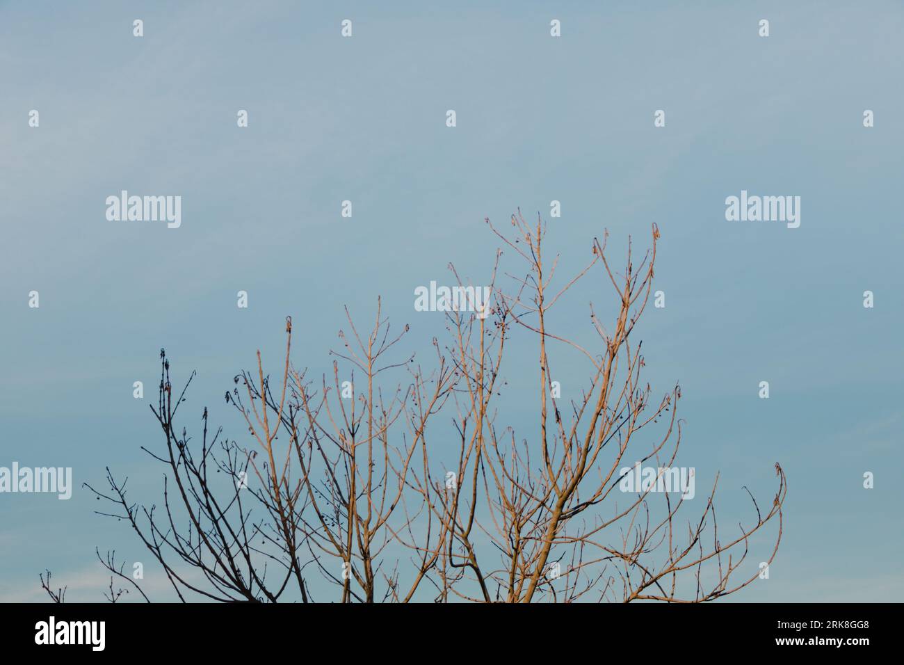 Dead tree in blue hi-res stock photography and images - Alamy