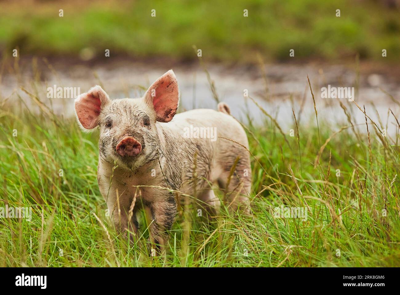 Eco pig farm in the field in Denmark. Cute pig in the pasture Stock ...