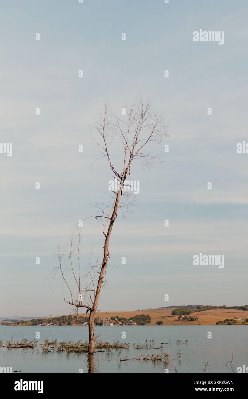Lonely dead tree in pond hi-res stock photography and images - Alamy