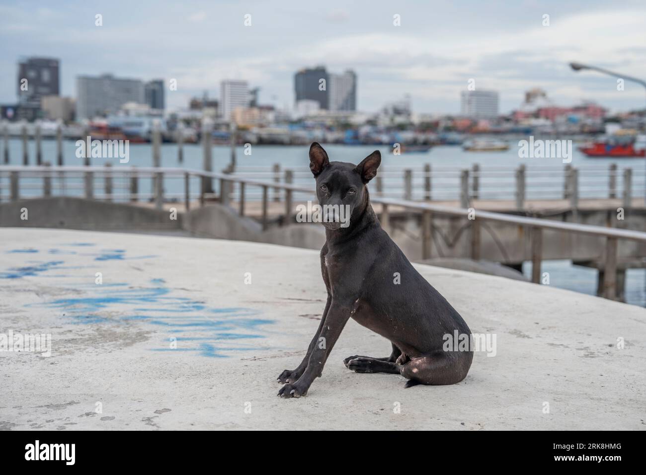 A Thai Street Dog in Pattaya Thailand Asia Stock Photo - Alamy