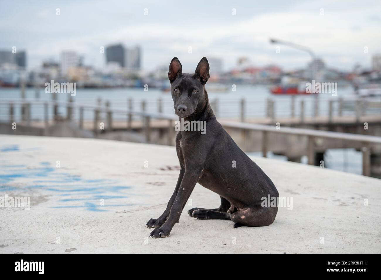 A Thai Street Dog in Pattaya Thailand Asia Stock Photo - Alamy