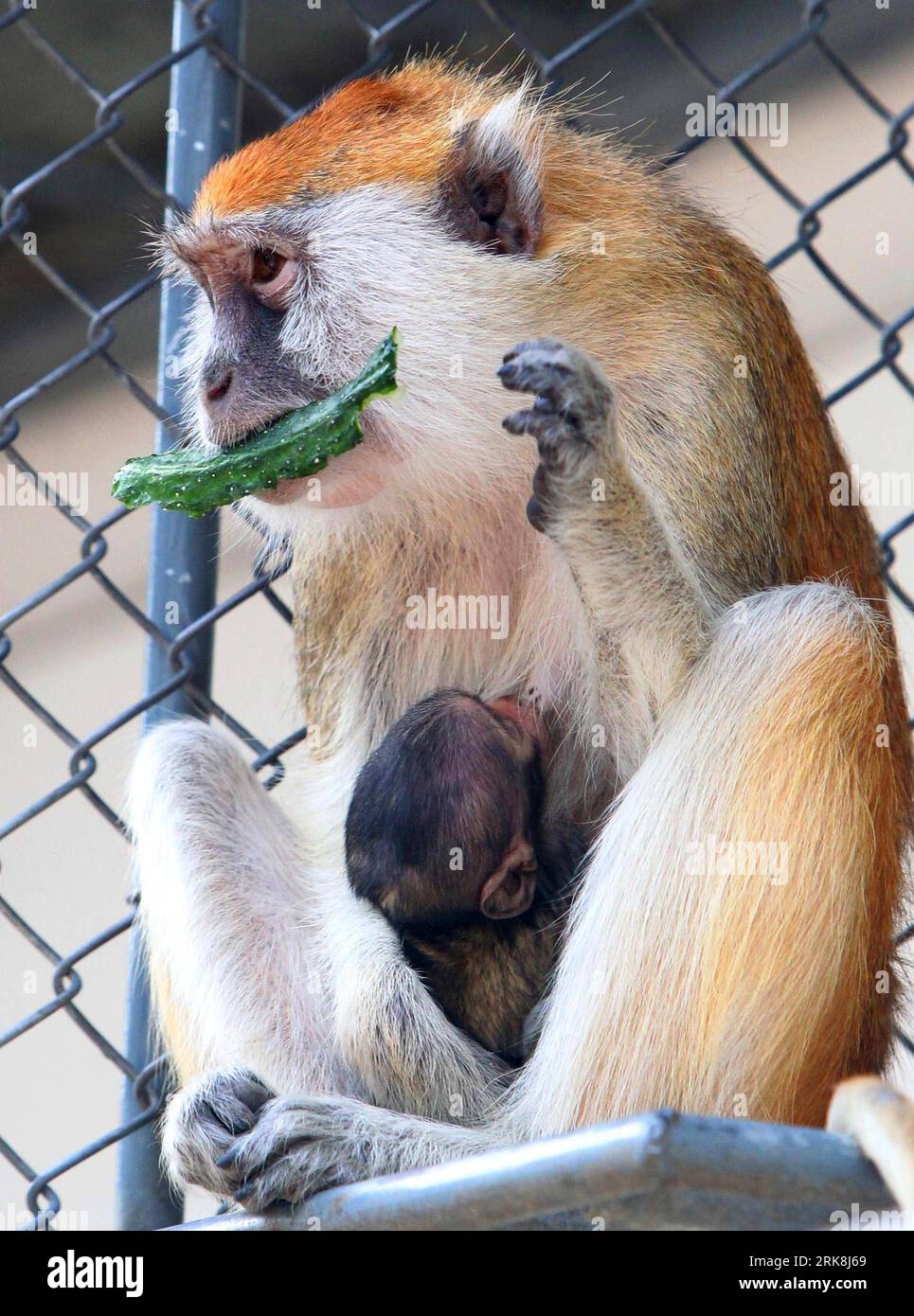 Monkey birth hi-res stock photography and images - Alamy