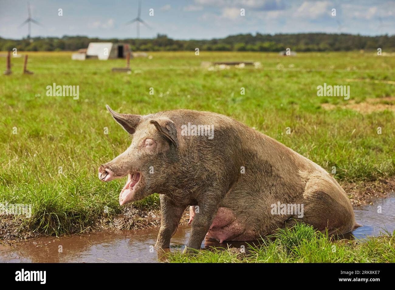 Dung pig hi-res stock photography and images - Alamy