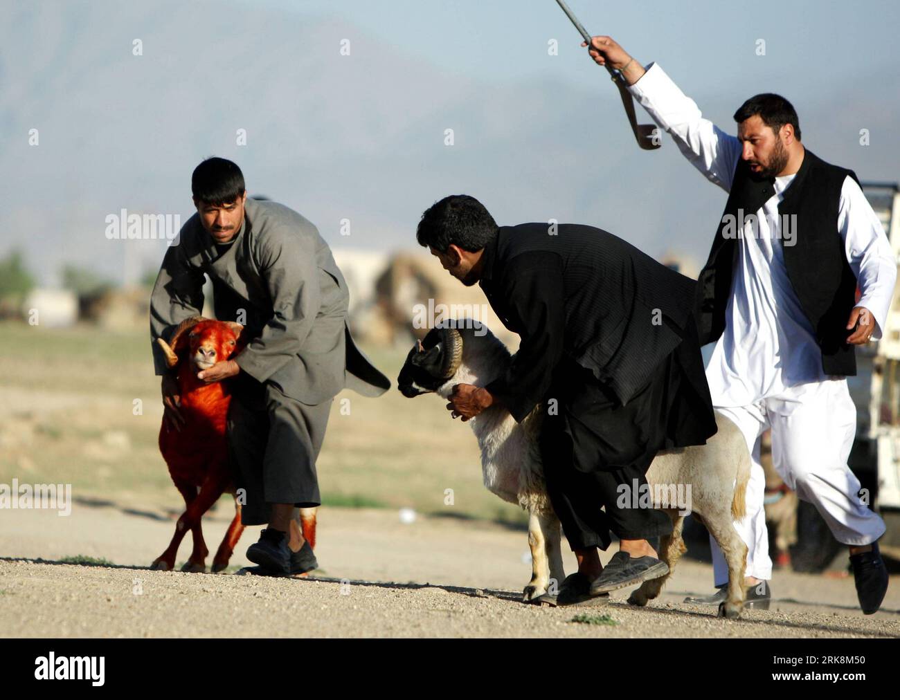 Ram fighting hi-res stock photography and images - Alamy