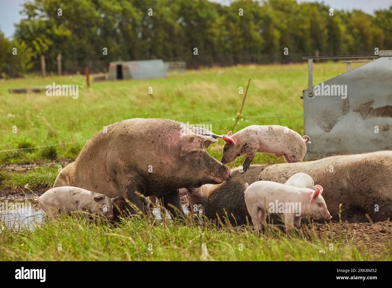 Eco pig farm in the field in Denmark. Sow kisses a piglet Stock Photo ...